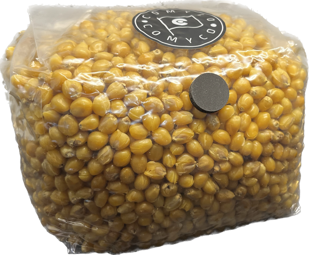 Discover the Best Mushroom Grain Spawn at Comyco – CoMyCo